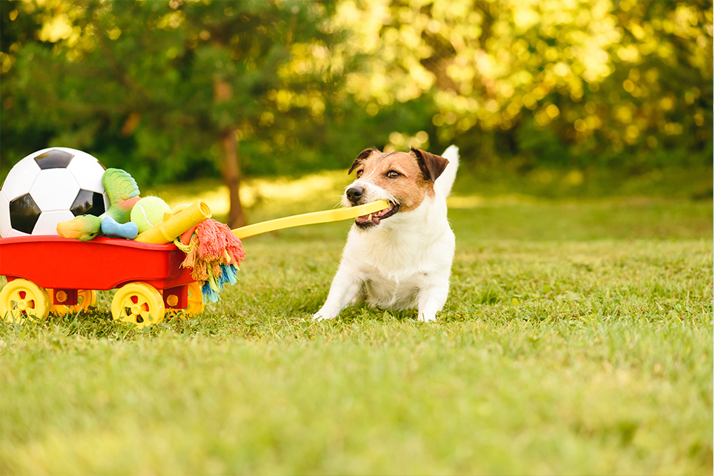 Dog Stuff Organizer Tips Silverado Self Storage